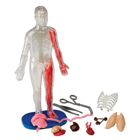 SmartLabs | Toys | Smartlab Stem Squishy Human Body Anatomy Kit | Poshmark